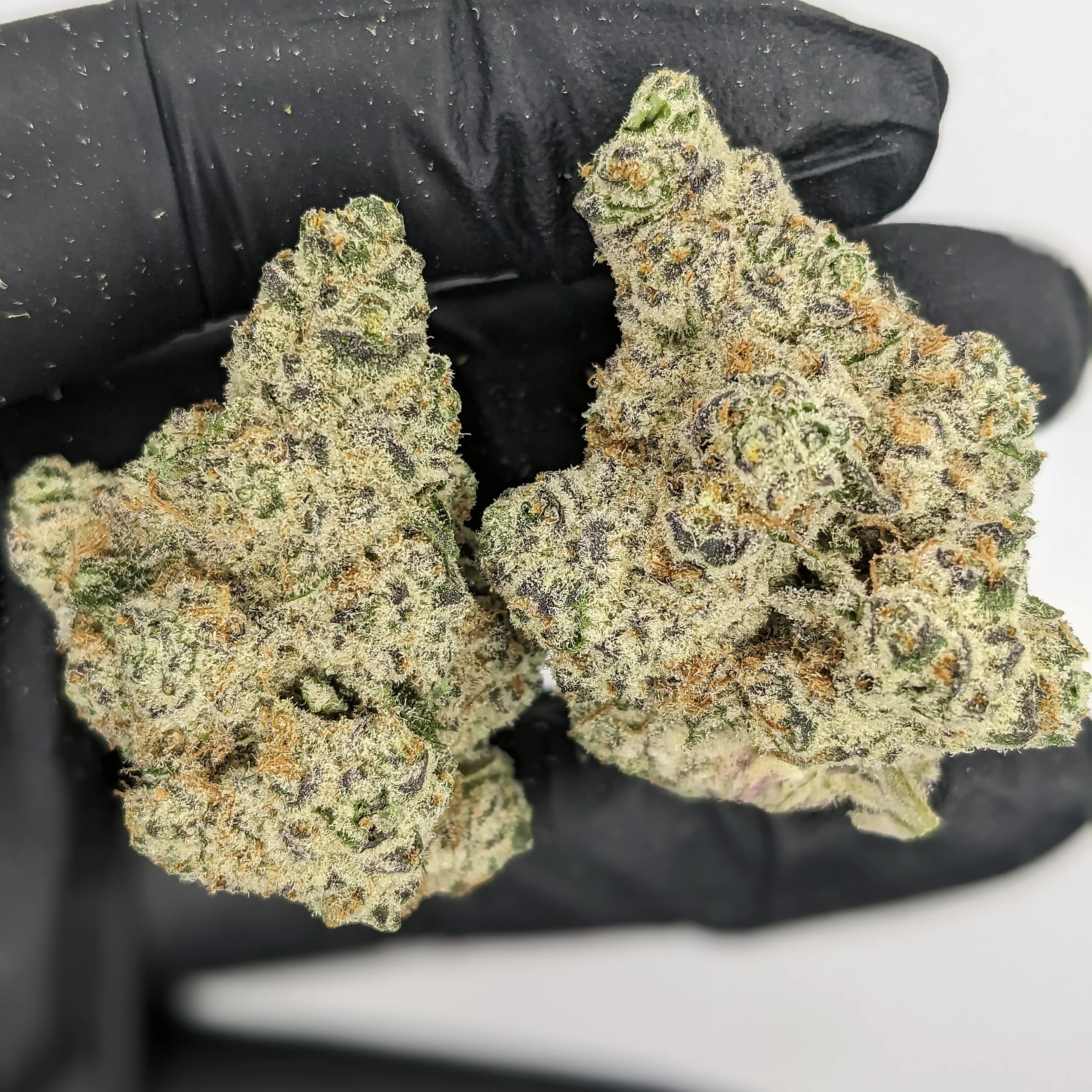 BULK INDOOR THCA FLOWER | Buy Magic Mushrooms Online